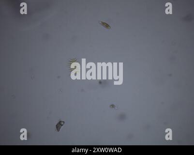 (Tetradesmus dimorphus) Plantae Stock Photo - Alamy