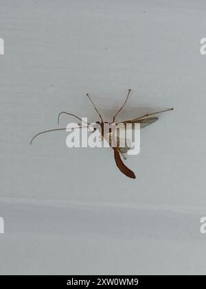 Short-tailed Ichneumonid Wasps (Ophioninae) Insecta Stock Photo - Alamy
