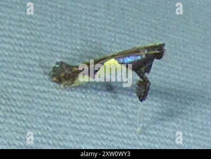 Maple Caloptilia Moth (Caloptilia bimaculatella) Insecta Stock Photo ...