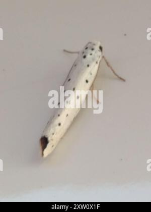 Small Ermine Moths (Yponomeuta) Insecta Stock Photo - Alamy