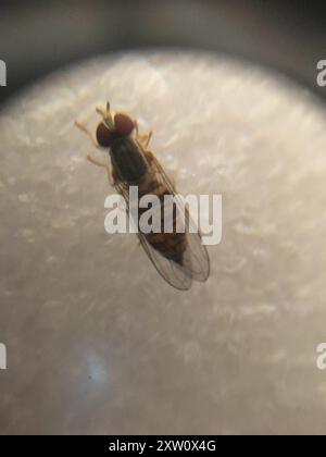 Maize Calligrapher (Toxomerus politus) Insecta Stock Photo - Alamy
