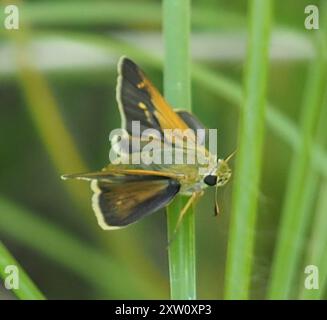 Crossline Skipper (Polites origenes) Insecta Stock Photo - Alamy