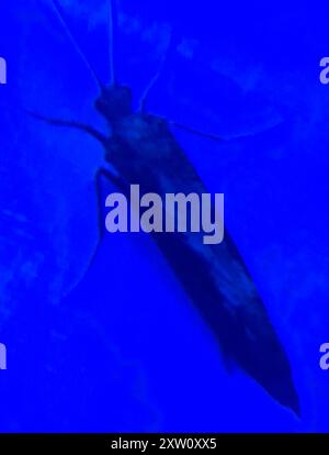 Giant Casemaker Caddisflies (Phryganeidae) Insecta Stock Photo - Alamy