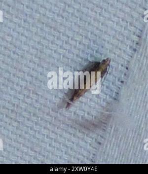 Diamondback Moth (Plutella xylostella) Insecta Stock Photo - Alamy