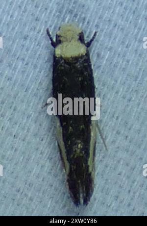 Pavlovski's Monopis Moth (Monopis longella) Insecta Stock Photo - Alamy