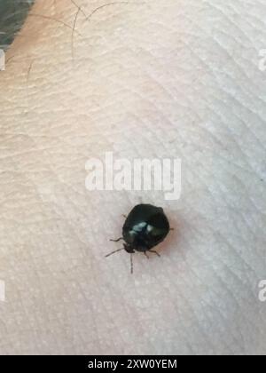 soot sprite (Coptosoma scutellatum) Insecta Stock Photo - Alamy