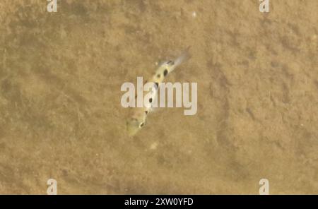 Spotted Archerfish (Toxotes chatareus) Actinopterygii Stock Photo - Alamy
