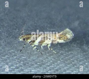 Pink-washed Aristotelia Moth (Aristotelia roseosuffusella) Insecta ...