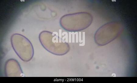 (Inosperma neobrunnescens) Fungi Stock Photo - Alamy