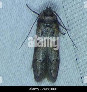 Acorn Moth (Blastobasis glandulella) Insecta Stock Photo - Alamy