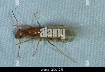 Buren's Pyramid Ant (Dorymyrmex bureni Stock Photo - Alamy