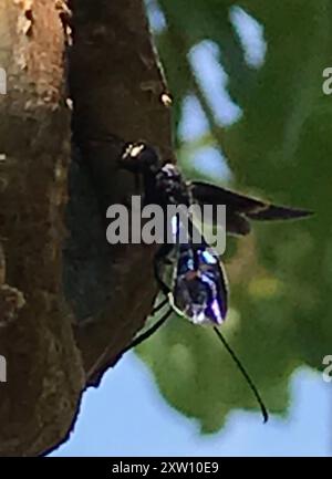 Narrow-waisted Wasps, Ants, and Bees (Apocrita) Insecta Stock Photo - Alamy