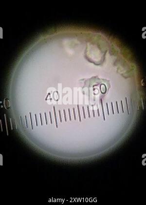 (Xylodon flaviporus) Fungi Stock Photo - Alamy