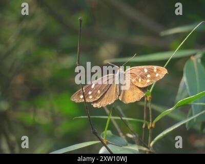 Florida Purplewing (Eunica tatila) Insecta Stock Photo - Alamy