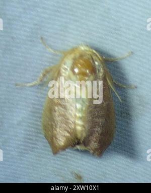 Crowned Slug Moth (Isa textula) Insecta Stock Photo - Alamy