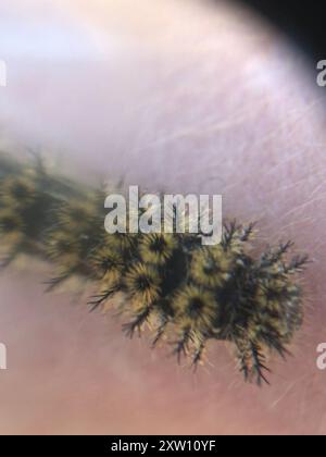 Western Sheep Moth (Hemileuca eglanterina) Insecta Stock Photo - Alamy
