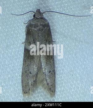 Acorn Moth (Blastobasis glandulella) Insecta Stock Photo - Alamy