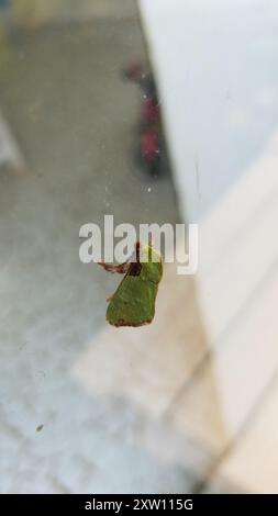 (Parasa wellesca) Insecta Stock Photo - Alamy