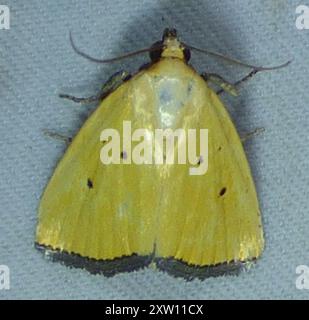 Black-bordered Lemon Moth (Marimatha nigrofimbria) Insecta Stock Photo ...