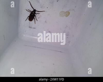 Tooth-necked Longhorn Beetle (Prionus pocularis) Insecta Stock Photo ...