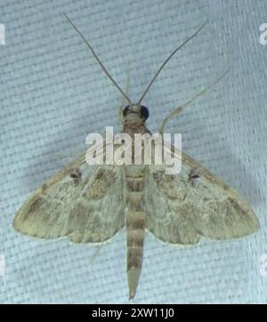European Pepper Moth (Duponchelia fovealis Stock Photo - Alamy