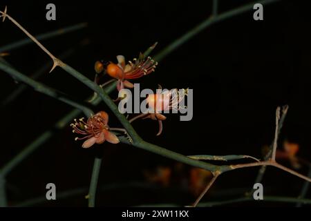 karira (Capparis decidua) Plantae Stock Photo - Alamy
