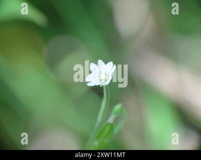 Linear-leaf Willowherb (Epilobium leptophyllum) Plantae Stock Photo - Alamy