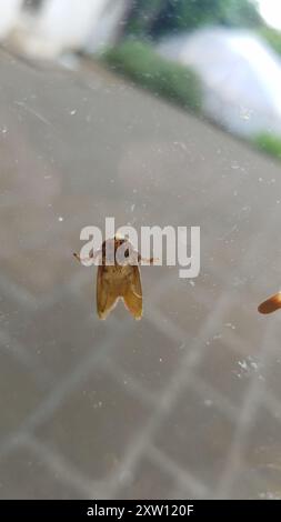 (Parasa wellesca) Insecta Stock Photo - Alamy