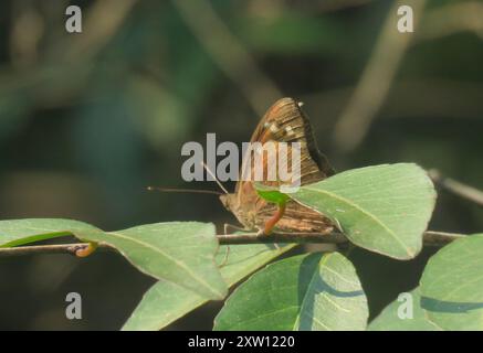 Florida Purplewing (Eunica tatila) Insecta Stock Photo - Alamy