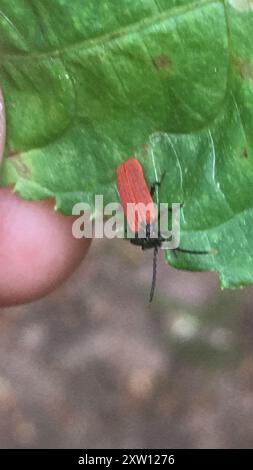(Platycis minutus) Insecta Stock Photo - Alamy