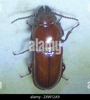 Pole Borer (Neandra brunnea) Insecta Stock Photo - Alamy