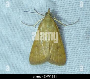 Garden Webworm Moth (Achyra rantalis) Insecta Stock Photo - Alamy