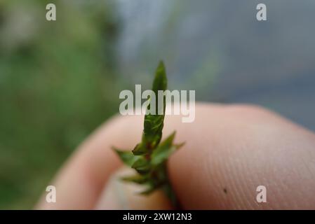 Willow Moss (Fontinalis antipyretica) Plantae Stock Photo - Alamy
