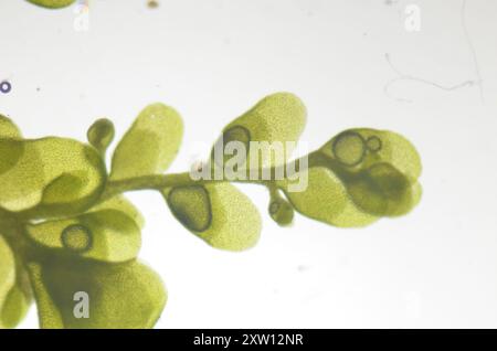 (Radula bolanderi) Plantae Stock Photo - Alamy