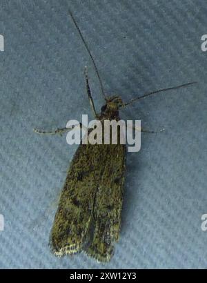 Juniper Tip Moth (Glyphidocera juniperella) Insecta Stock Photo - Alamy