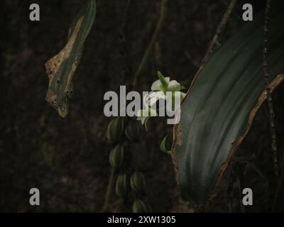 Green Lipped Dendrobium (Dendrobium ovatum Stock Photo - Alamy