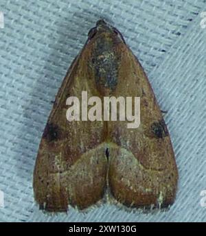 Wedgling Moth (Galgula partita) Insecta Stock Photo - Alamy