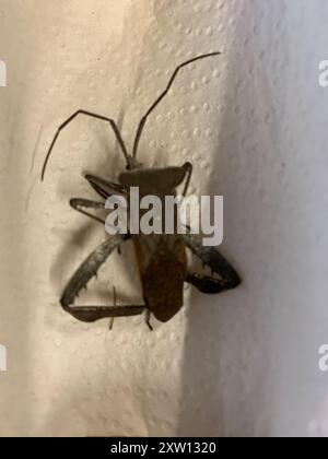 Giant leaf-footed bug (Acanthocephala declivis) Insecta Stock Photo - Alamy