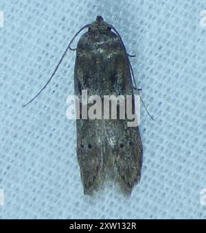 Acorn Moth (Blastobasis glandulella) Insecta Stock Photo - Alamy