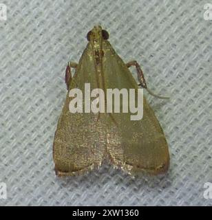 Olive Arta Moth (Arta olivalis) Insecta Stock Photo - Alamy