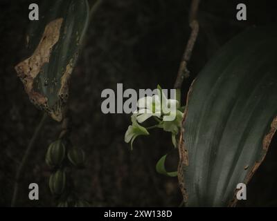 Green Lipped Dendrobium (Dendrobium ovatum) Plantae Stock Photo - Alamy