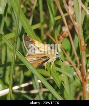 Crossline Skipper (Polites origenes) Insecta Stock Photo - Alamy