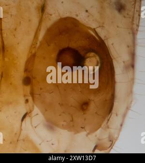 Single-leaf Pinyon Pine Aphid (Cinara anelia) Insecta Stock Photo - Alamy