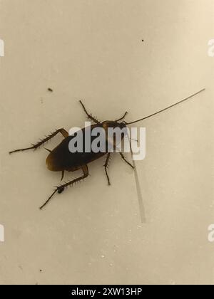American Cockroach (Periplaneta americana) Insecta Stock Photo - Alamy