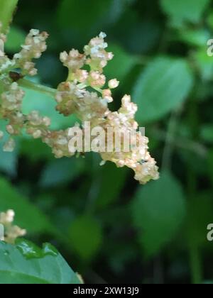 nettle family (Urticaceae) Plantae Stock Photo - Alamy
