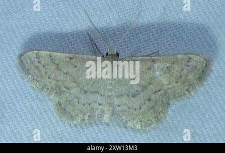 Drab Brown Wave (Lobocleta ossularia) Insecta Stock Photo - Alamy