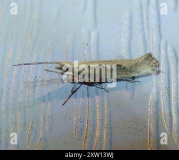 Diamondback Moth (Plutella xylostella) Insecta Stock Photo - Alamy