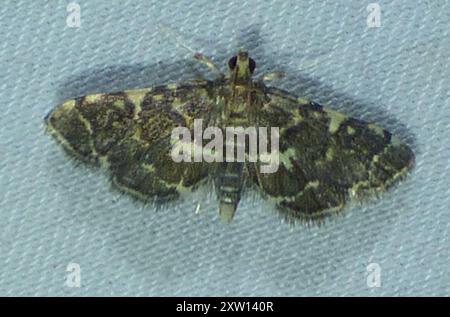 Yellow-spotted Webworm Moth (Anageshna primordialis) Insecta Stock ...