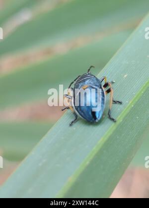 Eastern Bordered Plant Bug (Largus succinctus) Insecta Stock Photo - Alamy