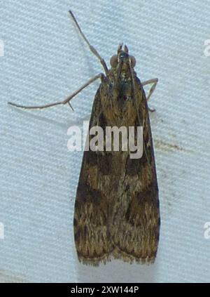 Lucerne Moth (Nomophila nearctica) Insecta Stock Photo - Alamy